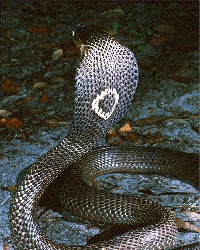 Phân biệt rắn độc và rắn không độc - chaobacsi.org