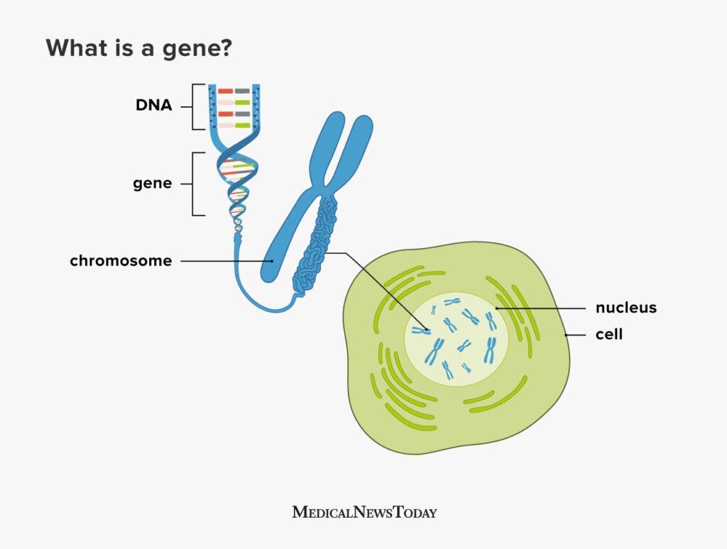 Gen là gì và tại sao chúng lại quan trọng? - ChaoBacSi.org