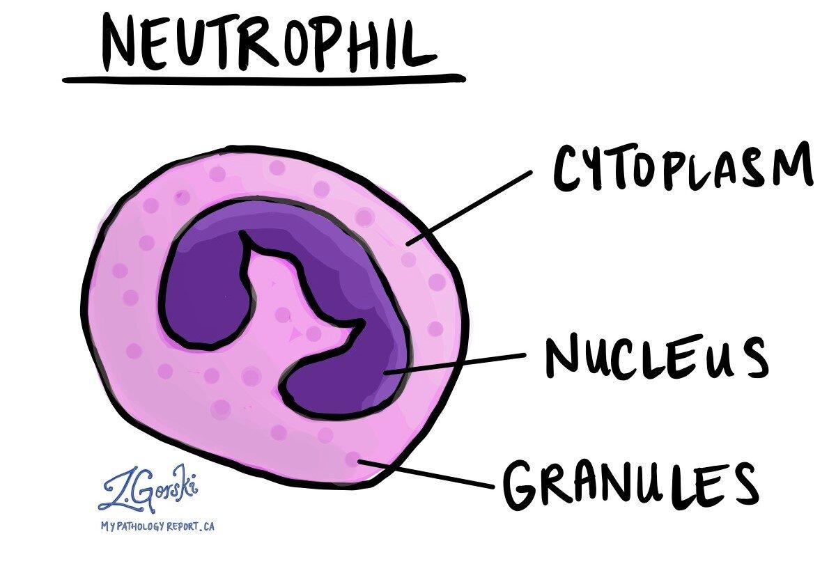 Mức độ tế bào lympho khỏe mạnh là gì, và chức năng của chúng là gì ...
